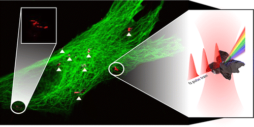 Biocompatible Label-Free Detection of Carbon Black Particles by ...
