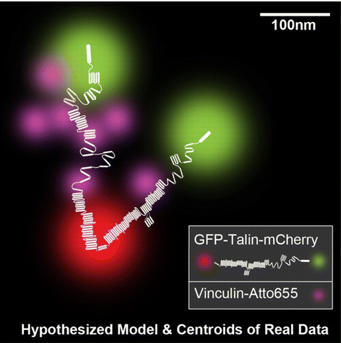 Cooperative Vinculin Binding to Talin Mapped by Time-Resolved Super ...