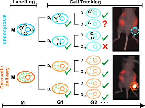 Cytosolic Delivery of Nanolabels Prevents Their Asymmetric Inheritance ...