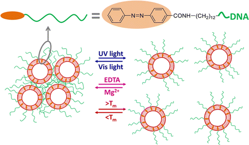 通过多刺激响应锚定 DNA 控制脂质体的可逆组装,Nano Letters - X-MOL