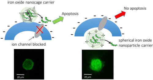 The Effect of Cage Shape on Nanoparticle-Based Drug Carriers ...