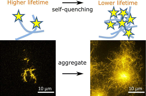 Fluorescence Self-Quenching from Reporter Dyes Informs on the ...