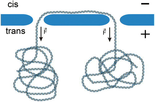 双纳米孔系统中 DNA 的机械捕获,Nano Letters - X-MOL