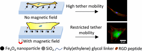 Magnetically Tuning Tether Mobility of Integrin Ligand Regulates ...
