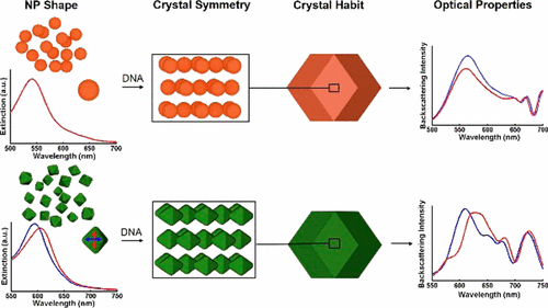 各向异性的纳米粒子-DNA超晶格中的偏振依赖性光响应。,Nano Letters - X-MOL