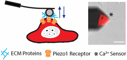 Mechanical Stimulation of Piezo1 Receptors Depends on Extracellular Matrix Proteins and ...