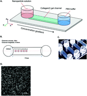 Improving nanoparticle diffusion through tumor collagen matrix by photo ...