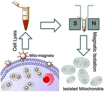 Mito-magneto: a tool for nanoparticle mediated mitochondria isolation ...