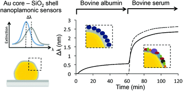 Real-time in situ analysis of biocorona formation and evolution on ...