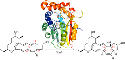 The structure of SpnF, a standalone enzyme that catalyzes [4 + 2 ...