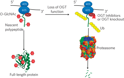 O-GlcNAc occurs cotranslationally to stabilize nascent polypeptide ...