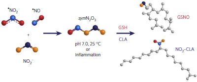 Convergence of biological nitration and nitrosation via symmetrical ...