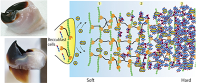 Infiltration of chitin by protein coacervates defines the squid beak ...