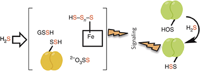 Biogenesis of reactive sulfur species for signaling by hydrogen sulfide ...