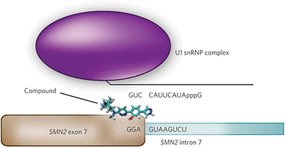 SMN2 splice modulators enhance U1–pre-mRNA association and rescue SMA ...
