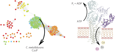 A new metal binding domain involved in cadmium, cobalt and zinc ...