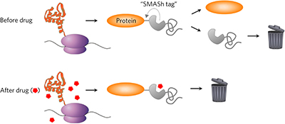 Tunable and reversible drug control of protein production via a self ...