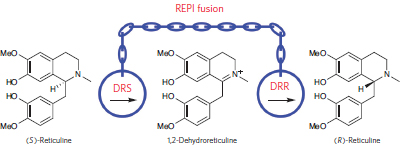 Stereochemical inversion of (S)-reticuline by a cytochrome P450 fusion ...