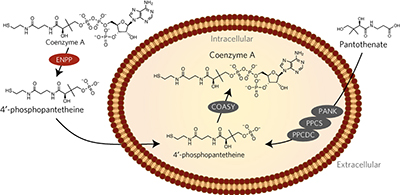 Coenzyme A Synthesis
