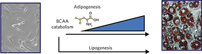 Branched-chain amino acid catabolism fuels adipocyte differentiation and lipogenesis,Nature ...