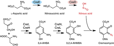 A nitrous acid biosynthetic pathway for diazo group formation in ...