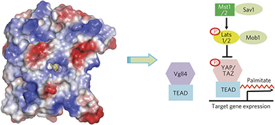 TEAD蛋白的自身棕榈酸酯化调节河马途径的转录输出,Nature Chemical Biology - X-MOL