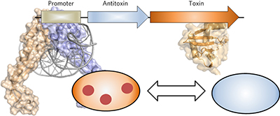 Toxin-antitoxin systems in bacterial growth arrest and persistence ...
