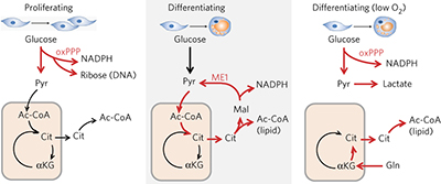Malic enzyme tracers reveal hypoxia-induced switch in adipocyte NADPH ...