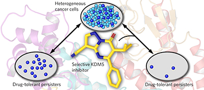 An inhibitor of KDM5 demethylases reduces survival of drug-tolerant ...