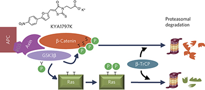 Small-molecule binding of the axin RGS domain promotes β-catenin and ...