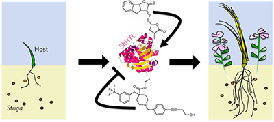 Small-molecule antagonists of germination of the parasitic plant Striga ...