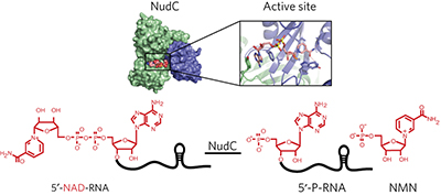 Structure and function of the bacterial decapping enzyme NudC,Nature ...