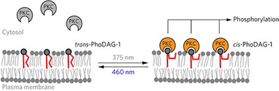 Photoswitchable diacylglycerols enable optical control of protein ...