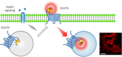 荧光探针揭示了GLUT4 N-糖基化在细胞内运输中的作用,Nature Chemical Biology - X-MOL