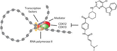 共价靶向远端半胱氨酸残基以开发 CDK12 和 CDK13 抑制剂,Nature Chemical Biology - X-MOL