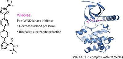 Small-molecule WNK inhibition regulates cardiovascular and renal ...