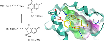 Inhibition of Mcl-1 through covalent modification of a noncatalytic ...