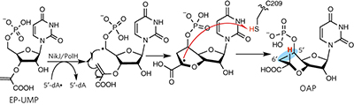 Carbon extension in peptidylnucleoside biosynthesis by radical SAM ...