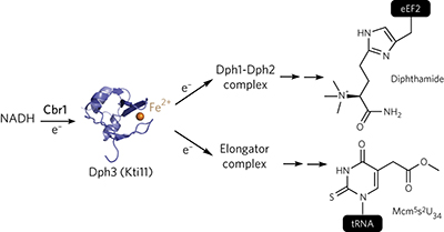 Cbr1是tRNA摆动尿苷修饰所需的Dph3还原酶,Nature Chemical Biology - X-MOL