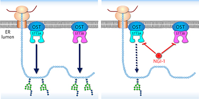 寡糖基转移酶抑制诱导RTK驱动的肿瘤细胞衰老,Nature Chemical Biology - X-MOL