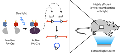 A photoactivatable Cre–loxP recombination system for optogenetic genome ...
