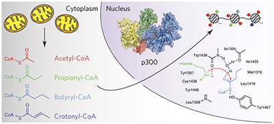 Structure of p300 in complex with acyl-CoA variants,Nature Chemical ...