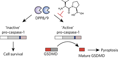 DPP8和DPP9抑制诱导前胱天蛋白酶-1依赖单核细胞和巨噬细胞发烧,Nature Chemical Biology - X-MOL
