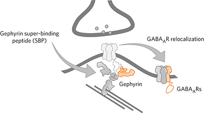 Gephyrin-binding peptides visualize postsynaptic sites and modulate ...