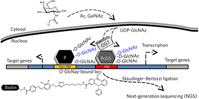 Genome-wide chemical mapping of O-GlcNAcylated proteins in Drosophila ...