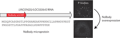 A human microprotein that interacts with the mRNA decapping complex ...