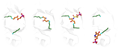 Lysine relay mechanism coordinates intermediate transfer in vitamin B6 ...
