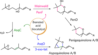 Enzyme-catalyzed cationic epoxide rearrangements in quinolone alkaloid ...