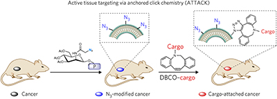 Selective in vivo metabolic cell-labeling-mediated cancer targeting ...