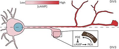 AKAP介导的发育海马神经元中cAMP梯度的反馈控制,Nature Chemical Biology - X-MOL